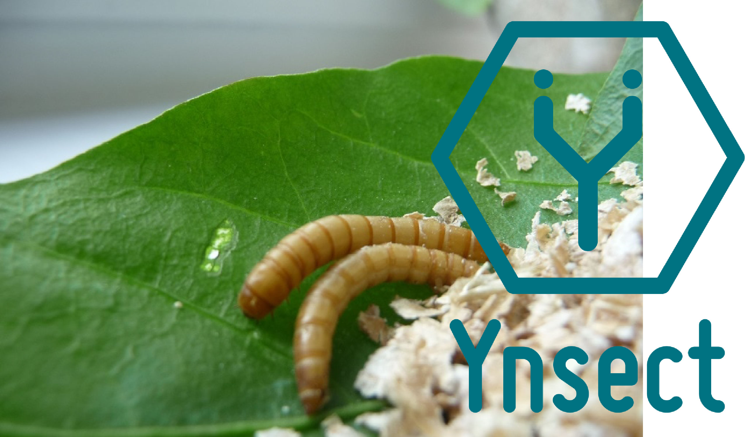 French insect protein producer Ynsect pulls out of feed production ...