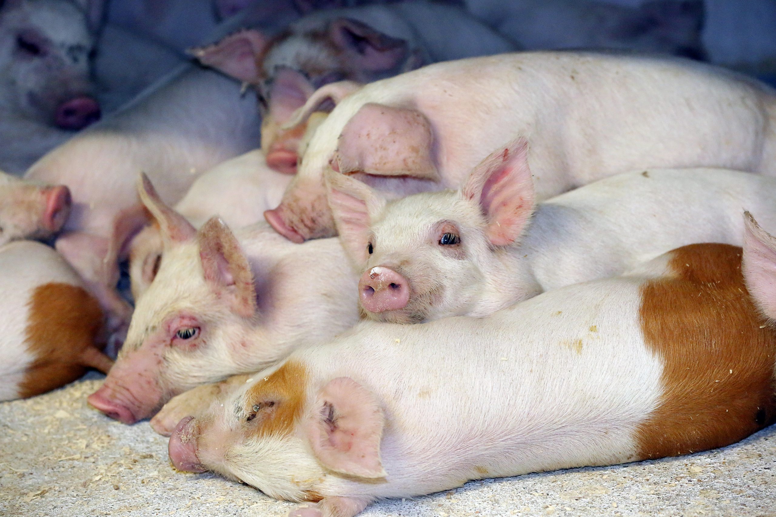 Benefits of fermented rapeseed meal for growing pigs - Agrofeed