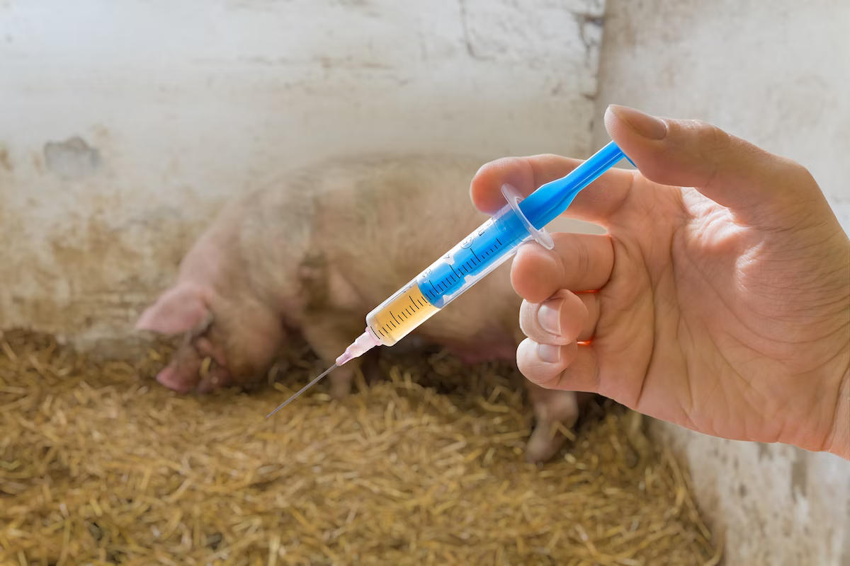 WOAH warns global pig industry of sub-standard ASF vaccines - Agrofeed