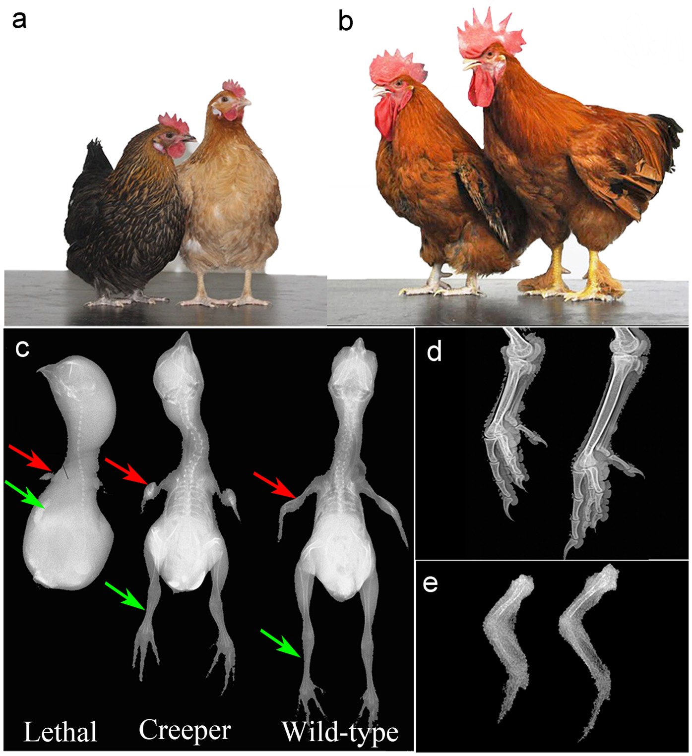 Digital radiography solution could transform poultry breeding - Agrofeed