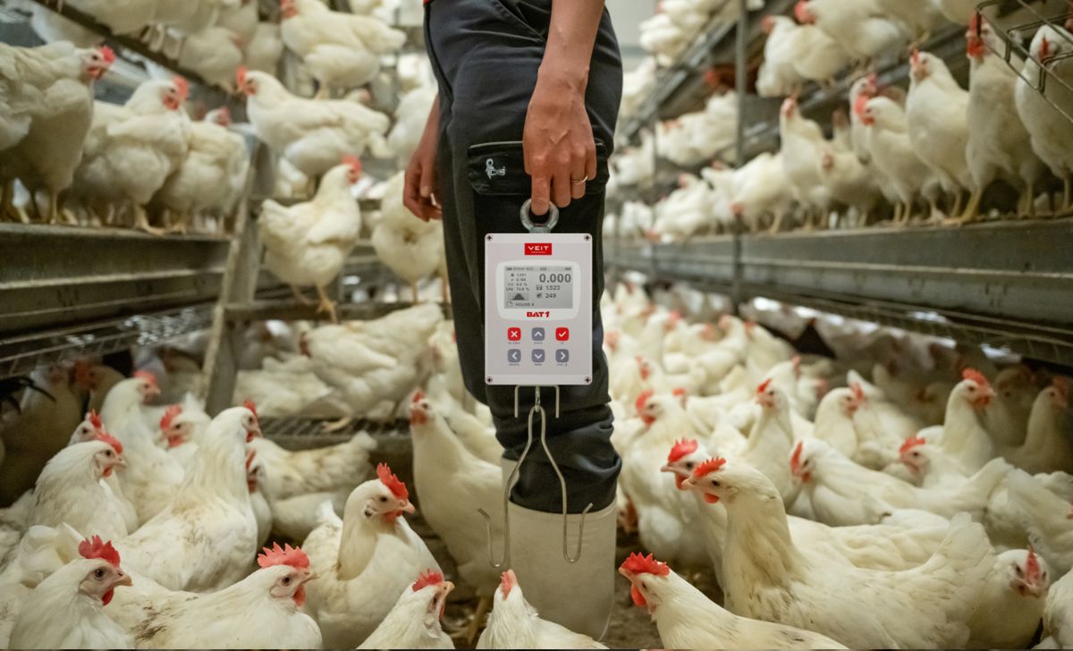 Can generative AI make poultry farms more efficient? - Agrofeed